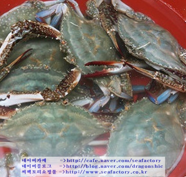 게의 종류 네이버 블로그